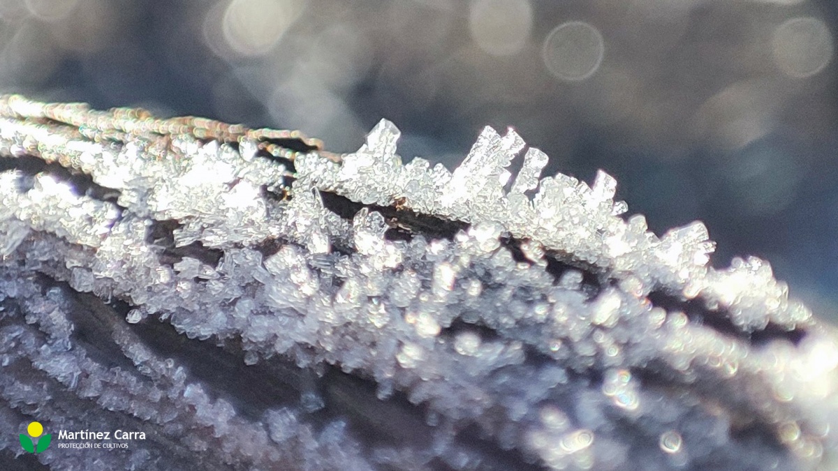 Heladas de invierno en el viñedo riojano | Martínez Carra SL