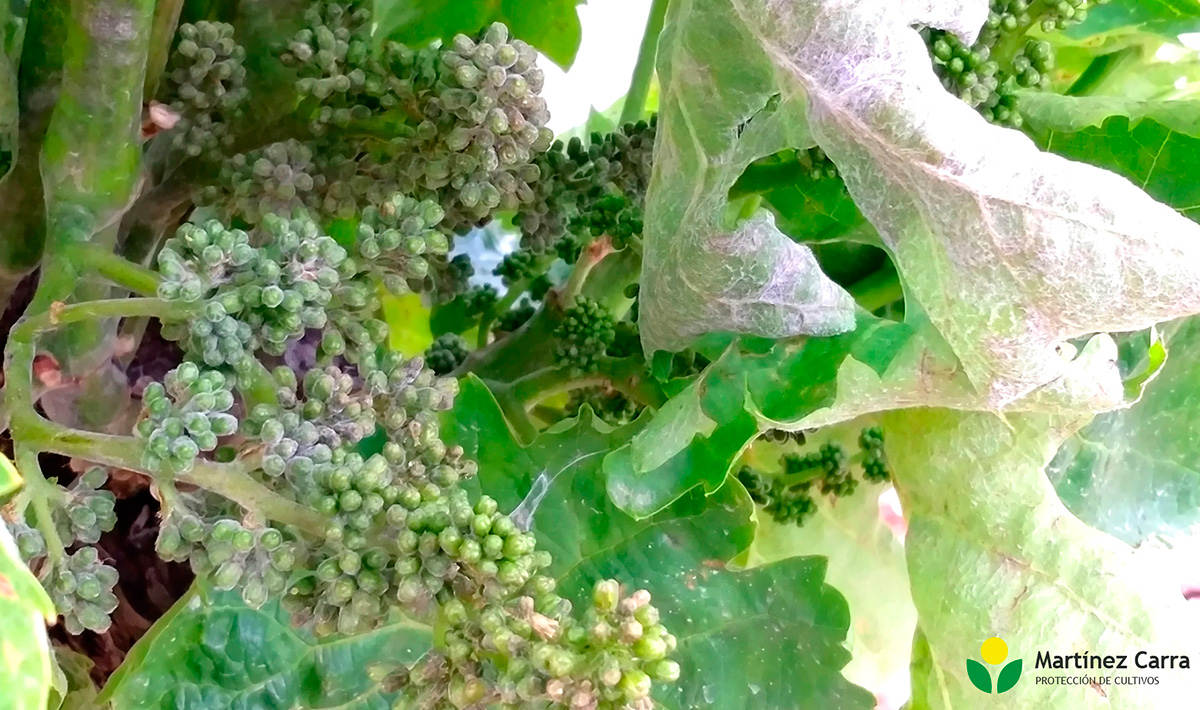 Oídio de la vid, detectados primeros brotes en variedad mazuelo